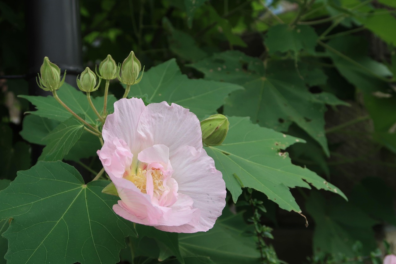 Plant Flowers Fuyo Pink - Free photo on Pixabay - Pixabay