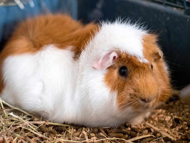 Rodent Pig - Free photo on Pixabay - Pixabay
