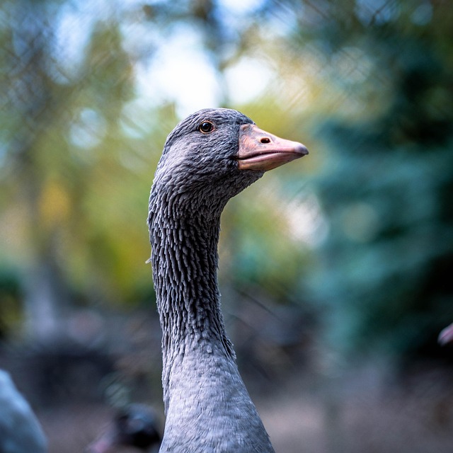 Burung Bebek Ilmu - Foto gratis di Pixabay - Pixabay