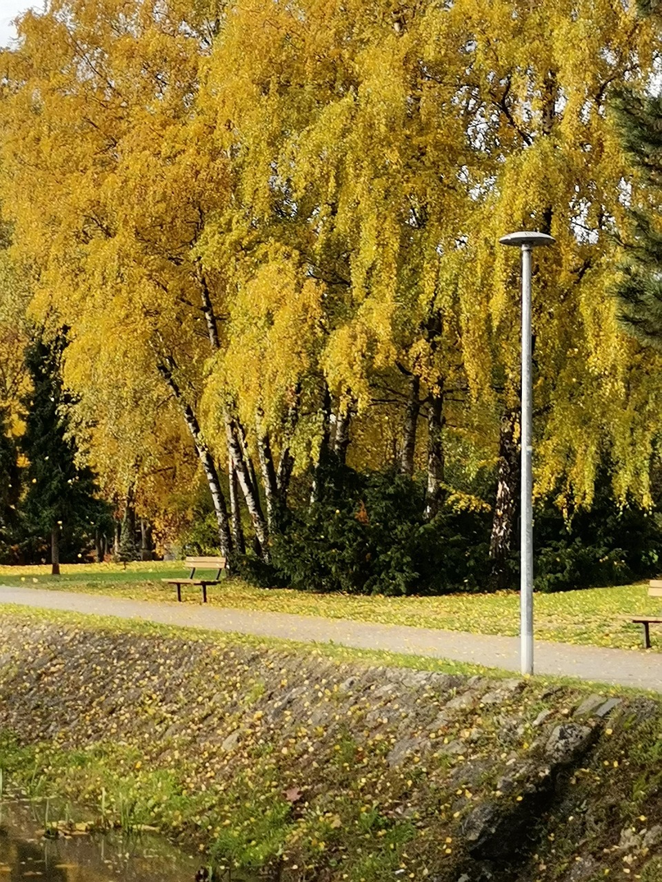 Park Baum - Kostenloses Foto auf Pixabay - Pixabay