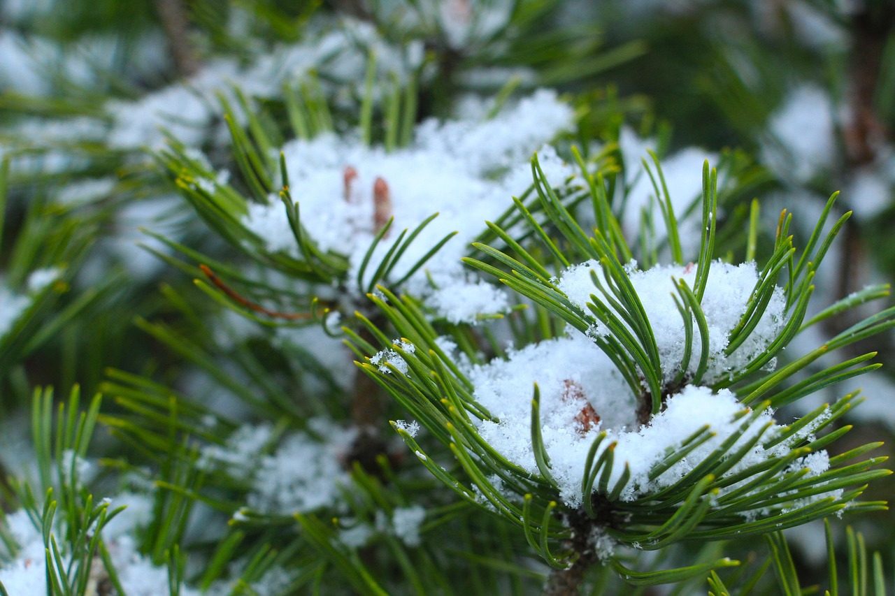 Pine Frost Branch - Free photo on Pixabay