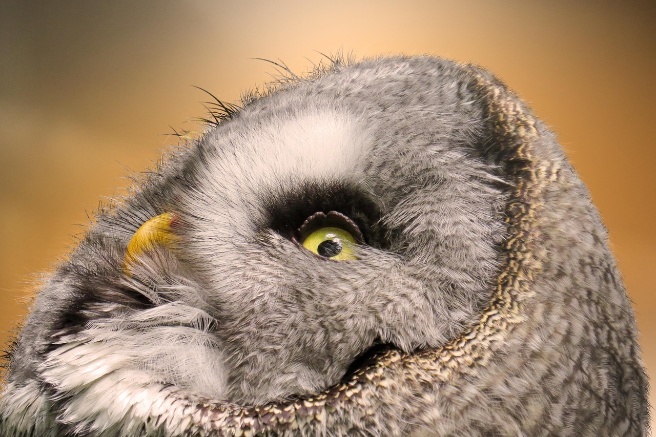 Búho Pájaro Animal Gran - Foto gratis en Pixabay - Pixabay