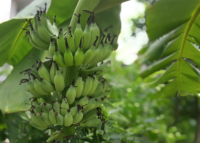 Pisang Mentah Pohon - Foto gratis di Pixabay - Pixabay