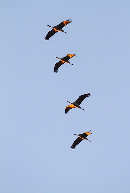 Crane Cranes Birds - Free photo on Pixabay