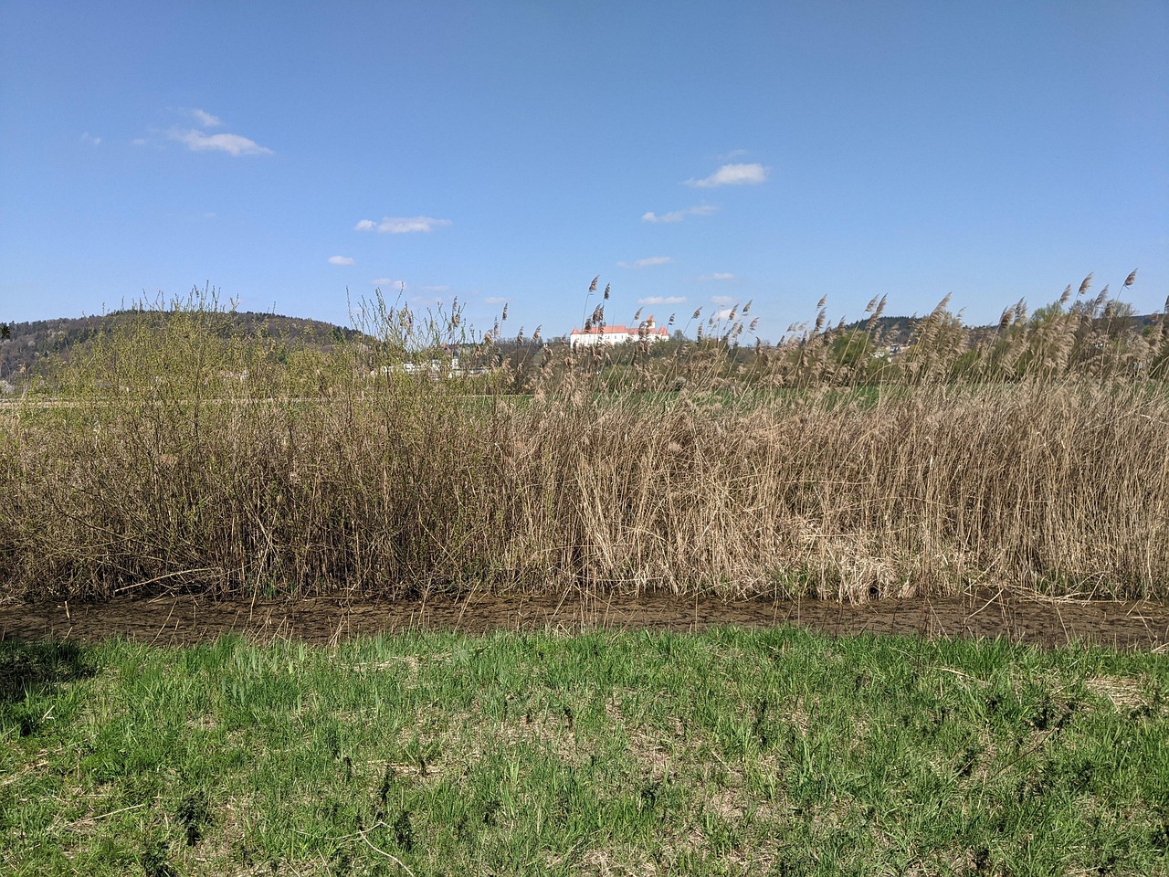 Reed Nature Landscape - Free photo on Pixabay