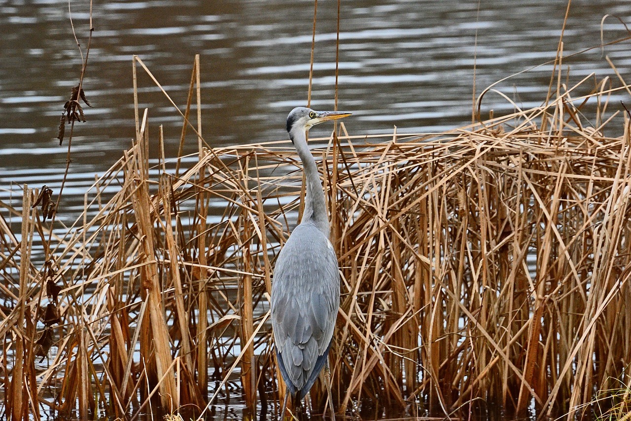 Garza Heron Lago Orilla Del - Foto gratis en Pixabay - Pixabay
