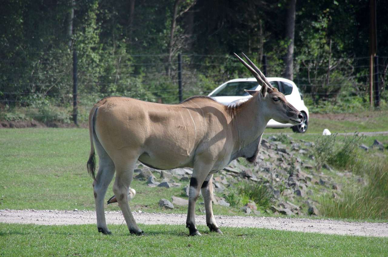 Serengeti Park Gewone Eland - Gratis foto op Pixabay - Pixabay