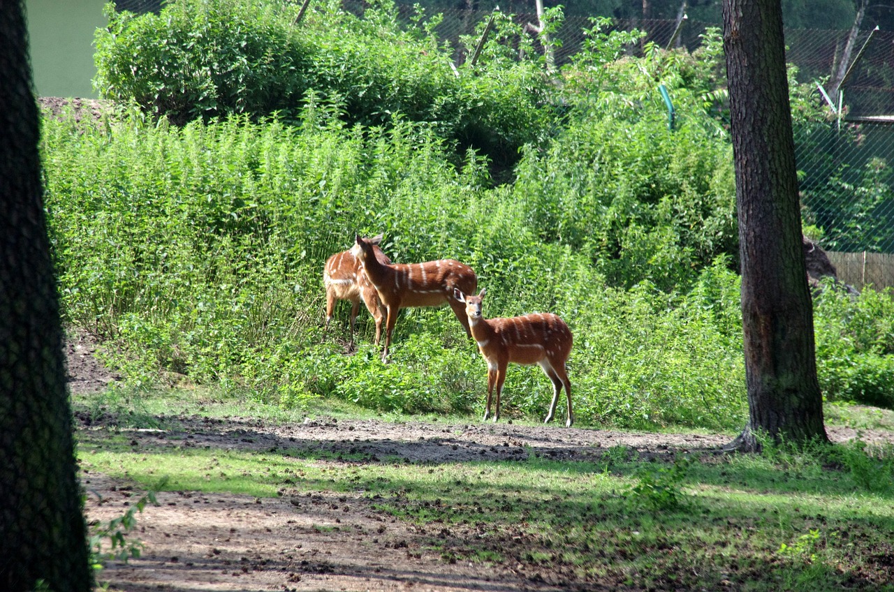 Parc Du Serengeti Hodenhagen - Photo gratuite sur Pixabay - Pixabay