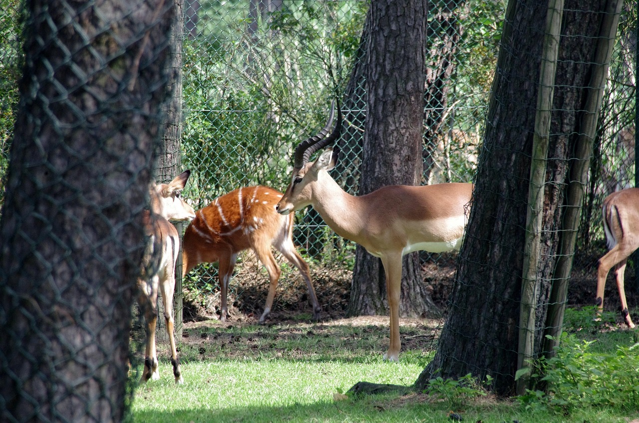 Serengeti Park Wild Animals Zoo - Free photo on Pixabay - Pixabay
