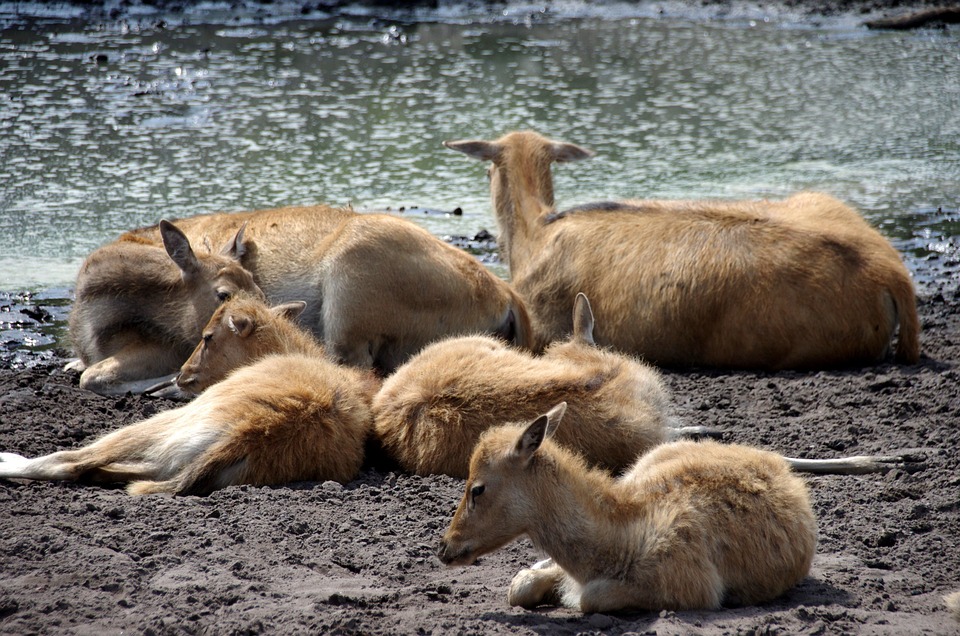Serengeti-Park Hirsch Zoo - Kostenloses Foto auf Pixabay