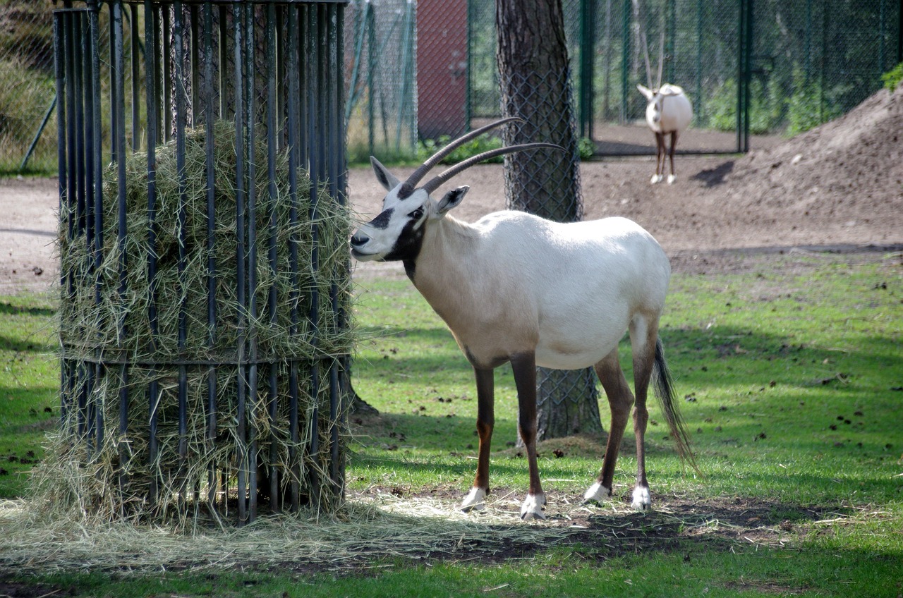 Serengeti Park Hodenhagen Wildlife - Free photo on Pixabay - Pixabay