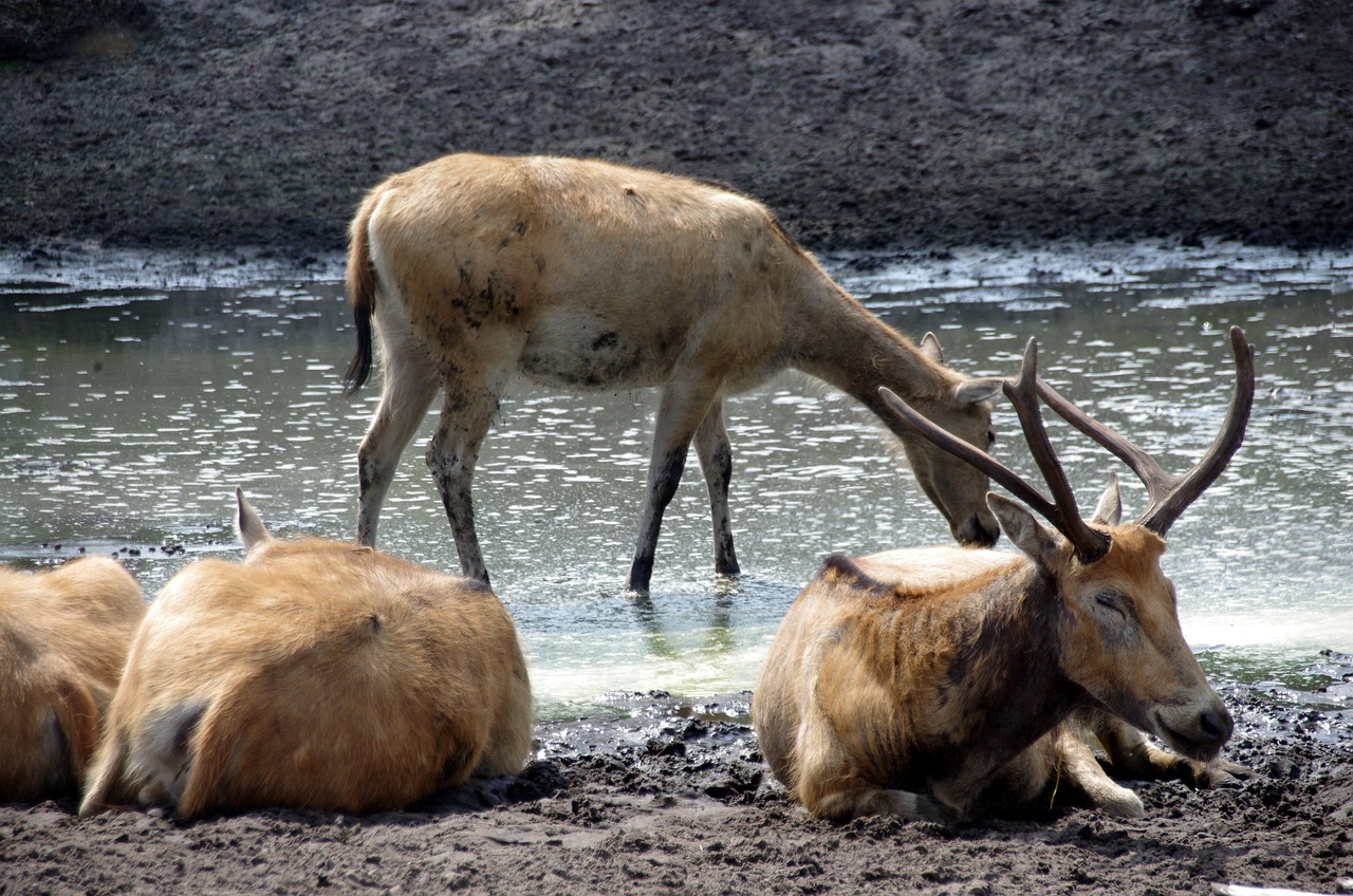 Serengeti Park Hodenhagen Wildlife - Free photo on Pixabay - Pixabay