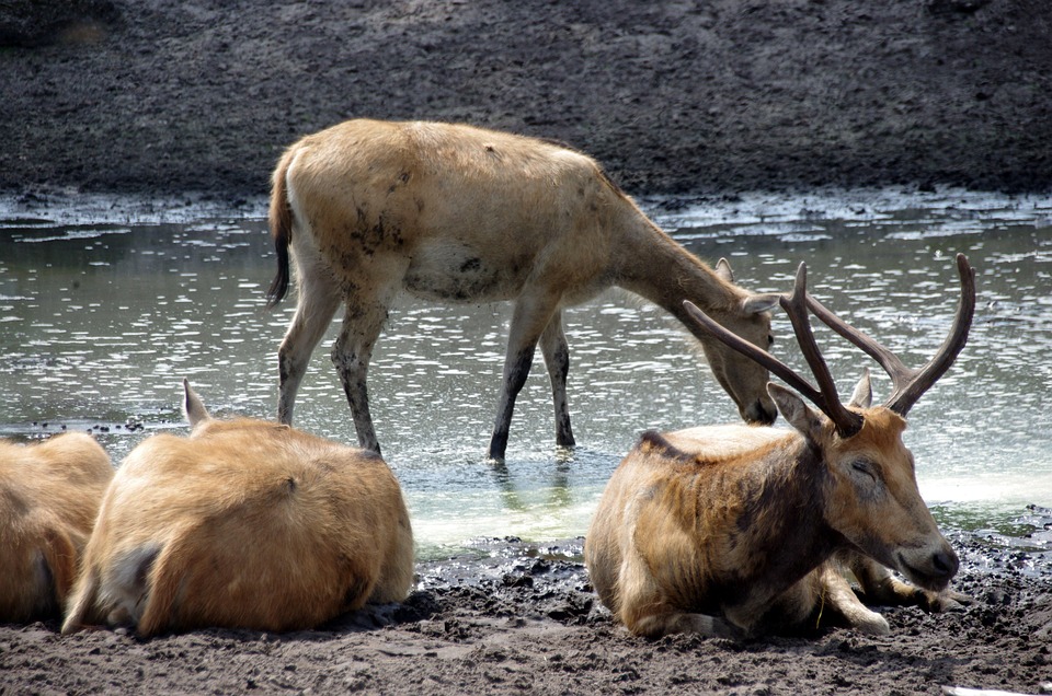 Serengeti Park Hodenhagen Wildpark - Gratis foto op Pixabay