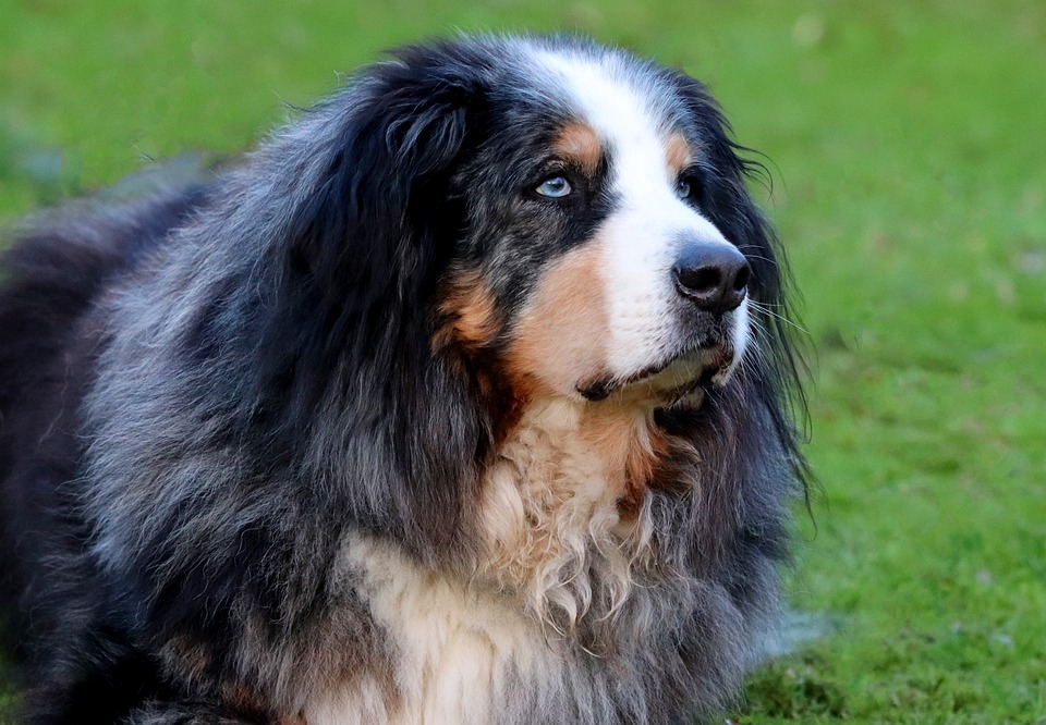 Hund Haustier - Kostenloses Foto auf Pixabay - Pixabay