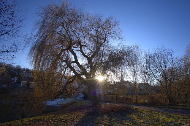 Sun Sunshine Trees - Free photo on Pixabay