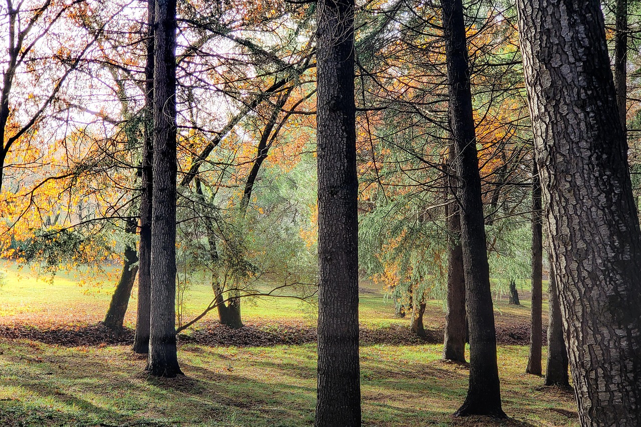 Herfst Bos Pijnbomen Licht - Gratis foto op Pixabay