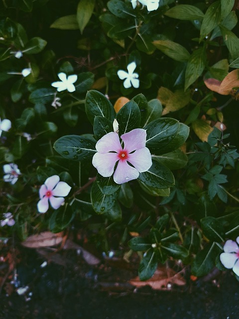 Flower Nature Scenery - Free photo on Pixabay - Pixabay