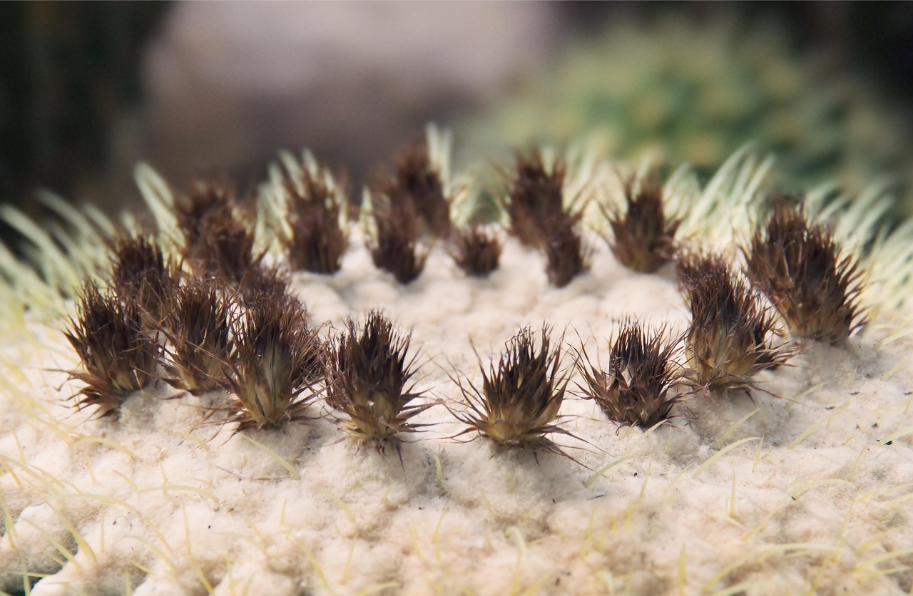 Cactus Fleur Épine - Photo gratuite sur Pixabay - Pixabay