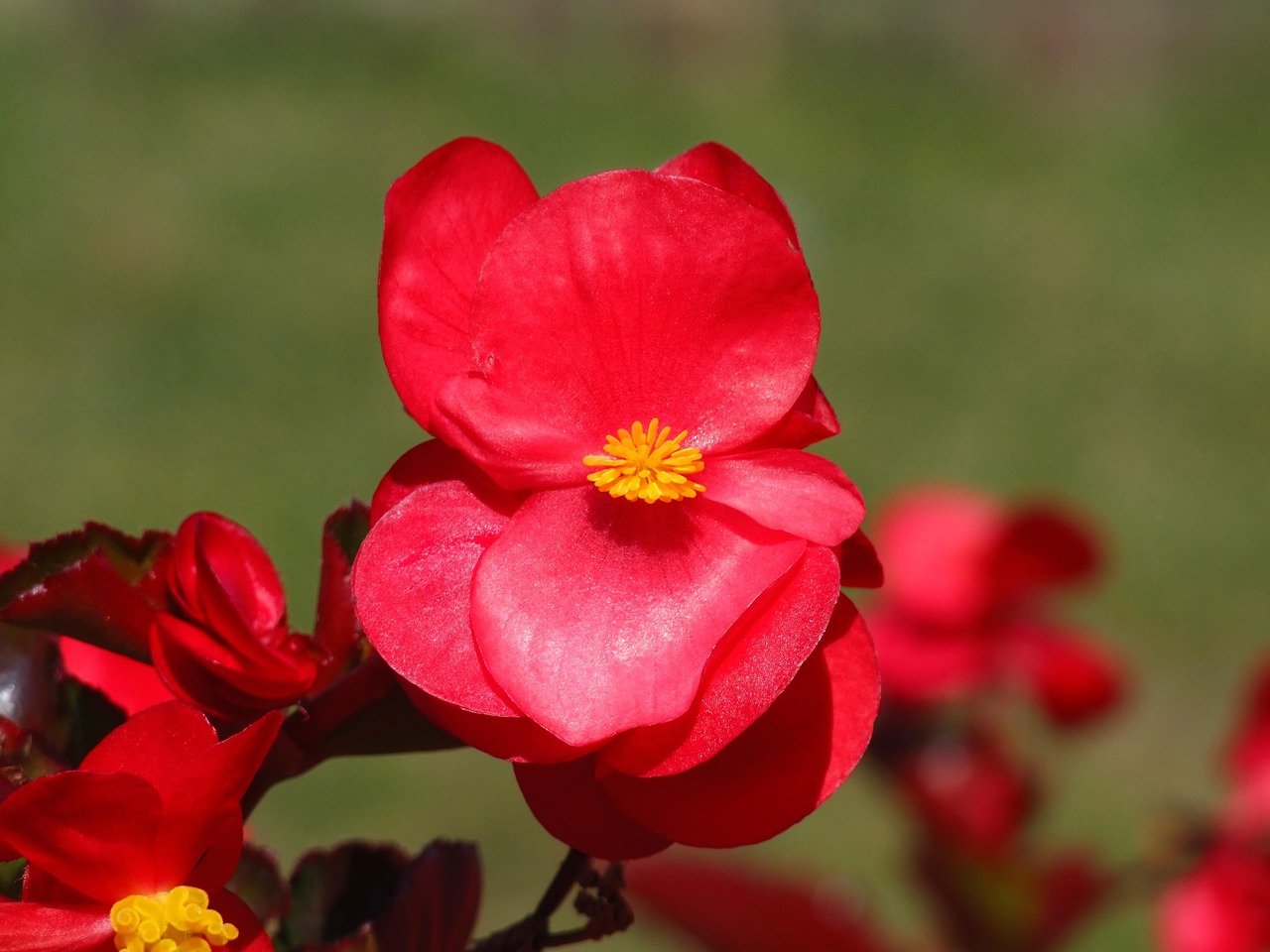 Plus de 70 images de Begonia Rouge et de Bégonia - Pixabay