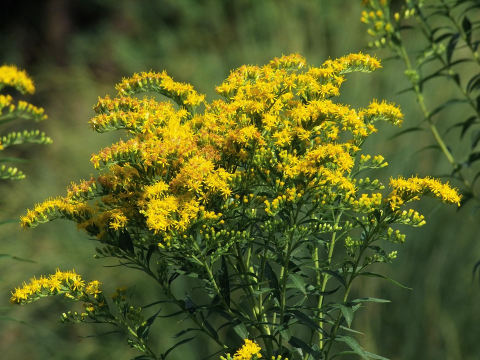 Canadian Goldenrod Solidago - Free photo on Pixabay - Pixabay