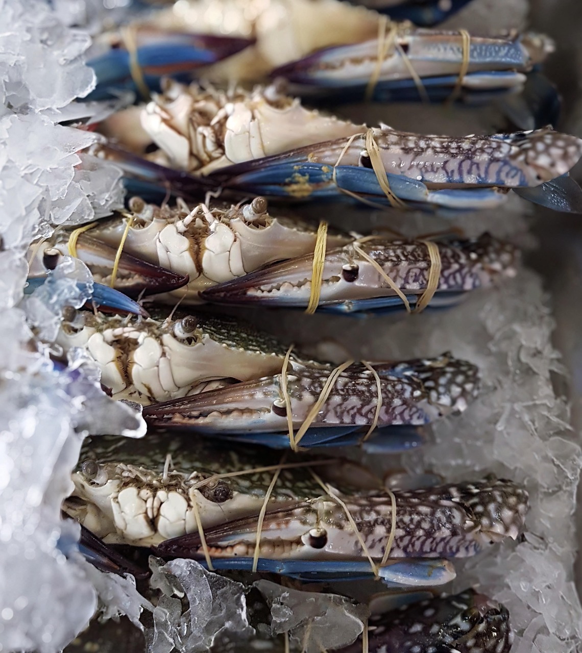 Crabe De Cheval Aliments - Photo gratuite sur Pixabay - Pixabay