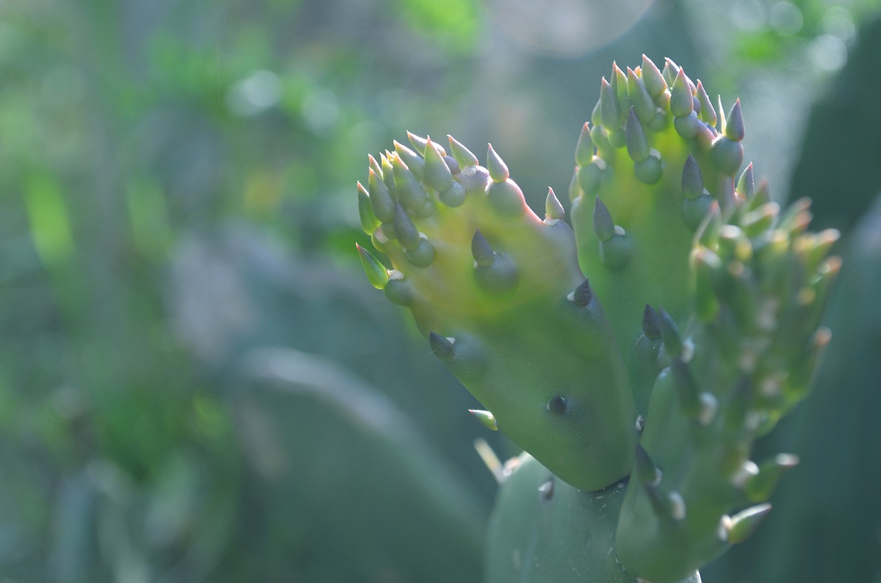 Cactus Nature Fleur - Photo gratuite sur Pixabay - Pixabay Cactus Nature Fleur - Photo gratuite sur Pixabay - Pixabay