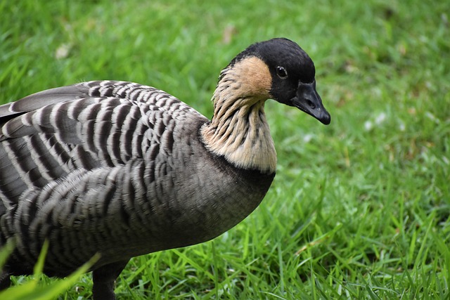 Nene Goose Bird Hawaiian - Free photo on Pixabay - Pixabay