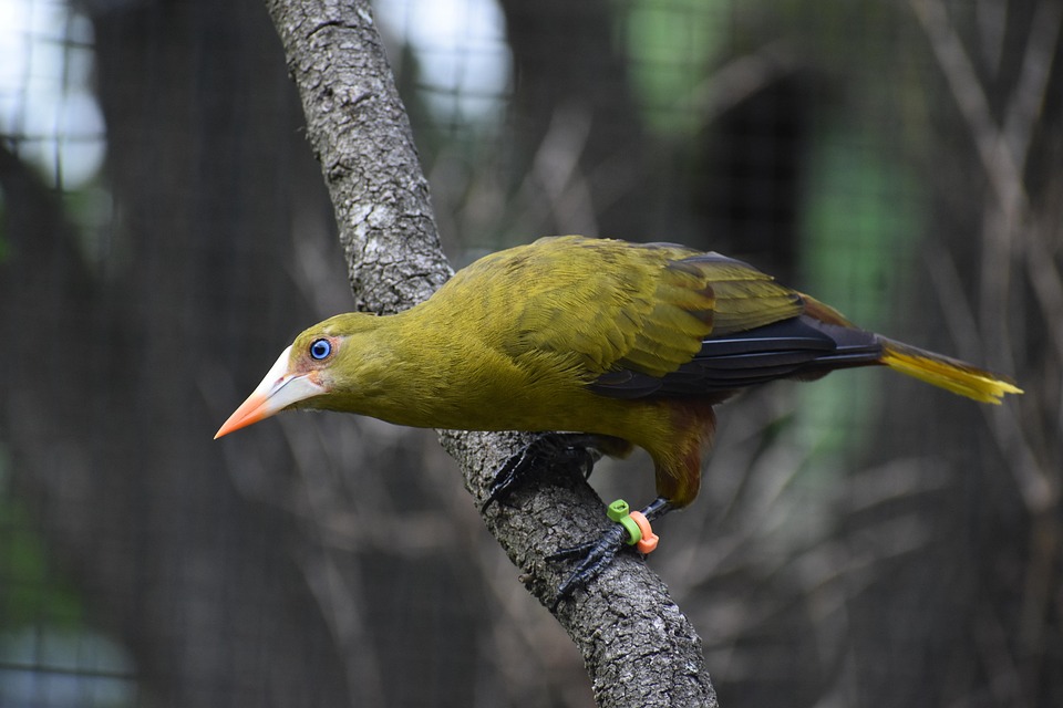 Green Oropendola Bird Avian - Free photo on Pixabay