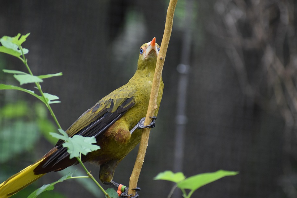 Oropendola Vert Oiseau Aviaire - Photo gratuite sur Pixabay