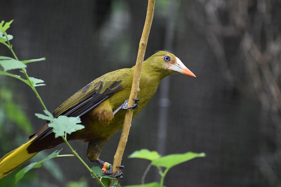 绿色的Oropendola 鸟 禽类 - Pixabay上的免费照片