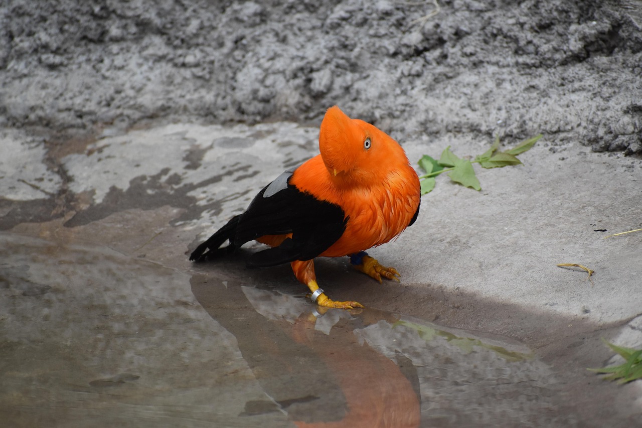 アンデスイワドリ トゥンキ 鳥 - Pixabayの無料写真