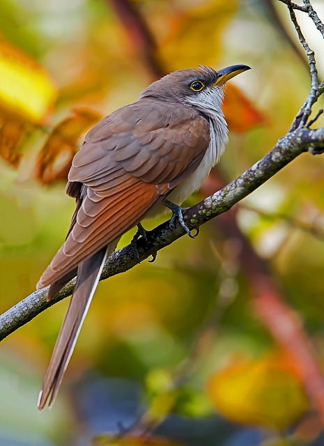 20,000+ Free Yellow-Billed Cuckoo & Nature Images - Pixabay