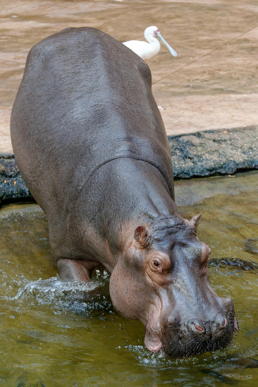 40,000+ Free Happy Hippopotamus & Hippopotamus Photos - Pixabay