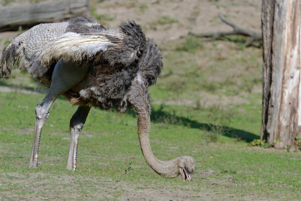 Bird Ostrich Zoo - Free photo on Pixabay - Pixabay