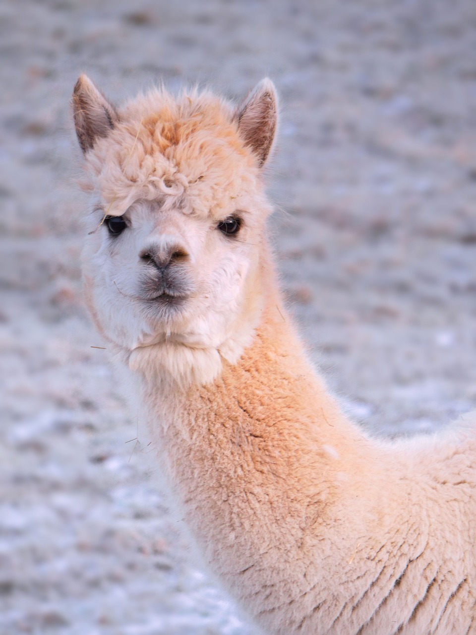 300,000+ Free Alpaca Animal & Alpaca Images - Pixabay