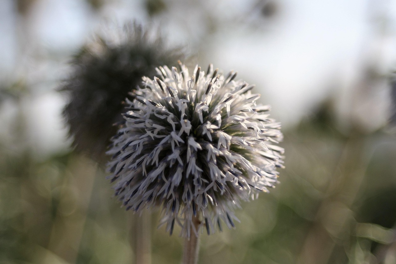 Plantelor Floare - Fotografie gratuită pe Pixabay - Pixabay