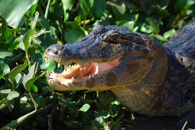 Alligator Animal Reptile - Free photo on Pixabay