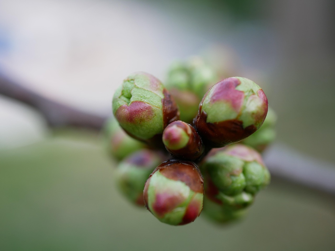 Nature Bourgeon Printemps - Photo gratuite sur Pixabay