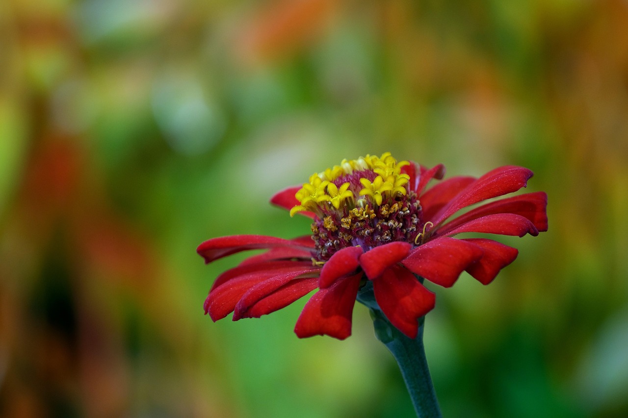 Zinnia Elegans Fleur Flore - Photo gratuite sur Pixabay - Pixabay