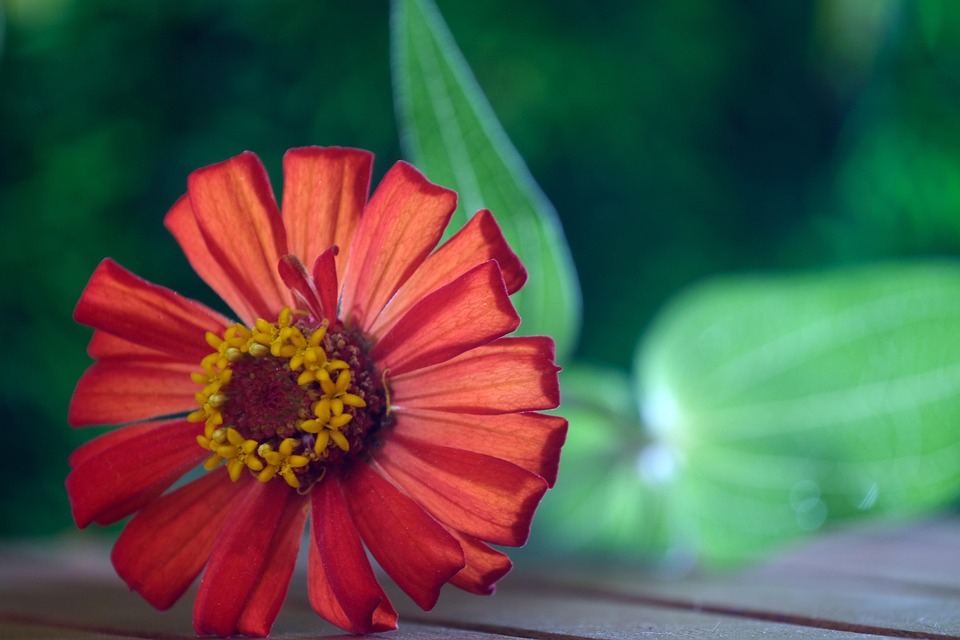 Zinnia Wallpaper 410 Zinnia Flower Images Stock Videos, Footage, & 4K