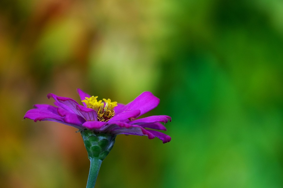 Fiore Zinnia Bloom - Foto gratis su Pixabay