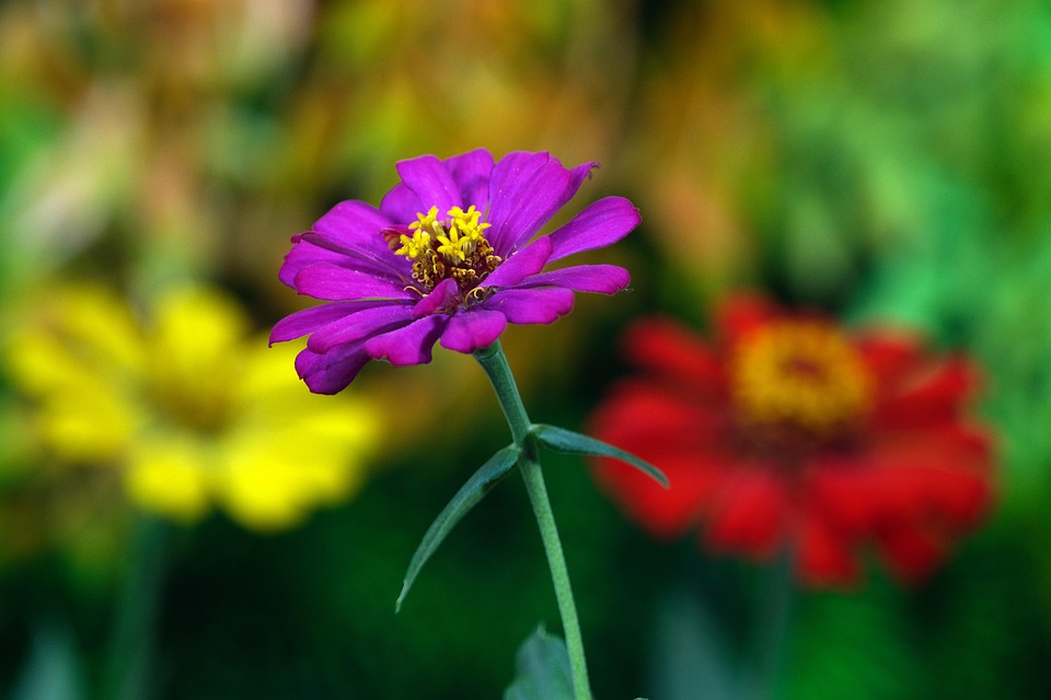 Zinnia Fleur Plantes - Photo gratuite sur Pixabay - Pixabay