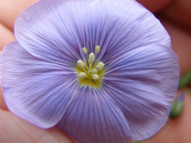 Flower Flax Bloom - Free photo on Pixabay - Pixabay