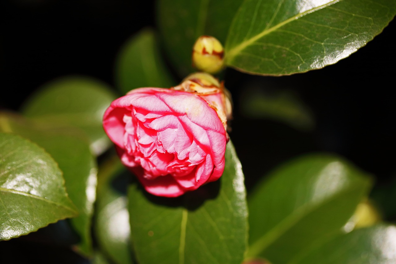 Japanese Camellia Flower Plant - Free photo on Pixabay - Pixabay