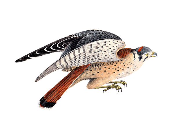 100+ Free Sparrow & Bird Illustrations