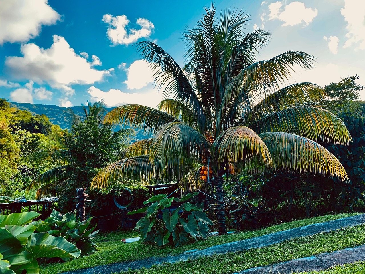 Coco Palmtree Tropical - Foto gratuita no Pixabay - Pixabay