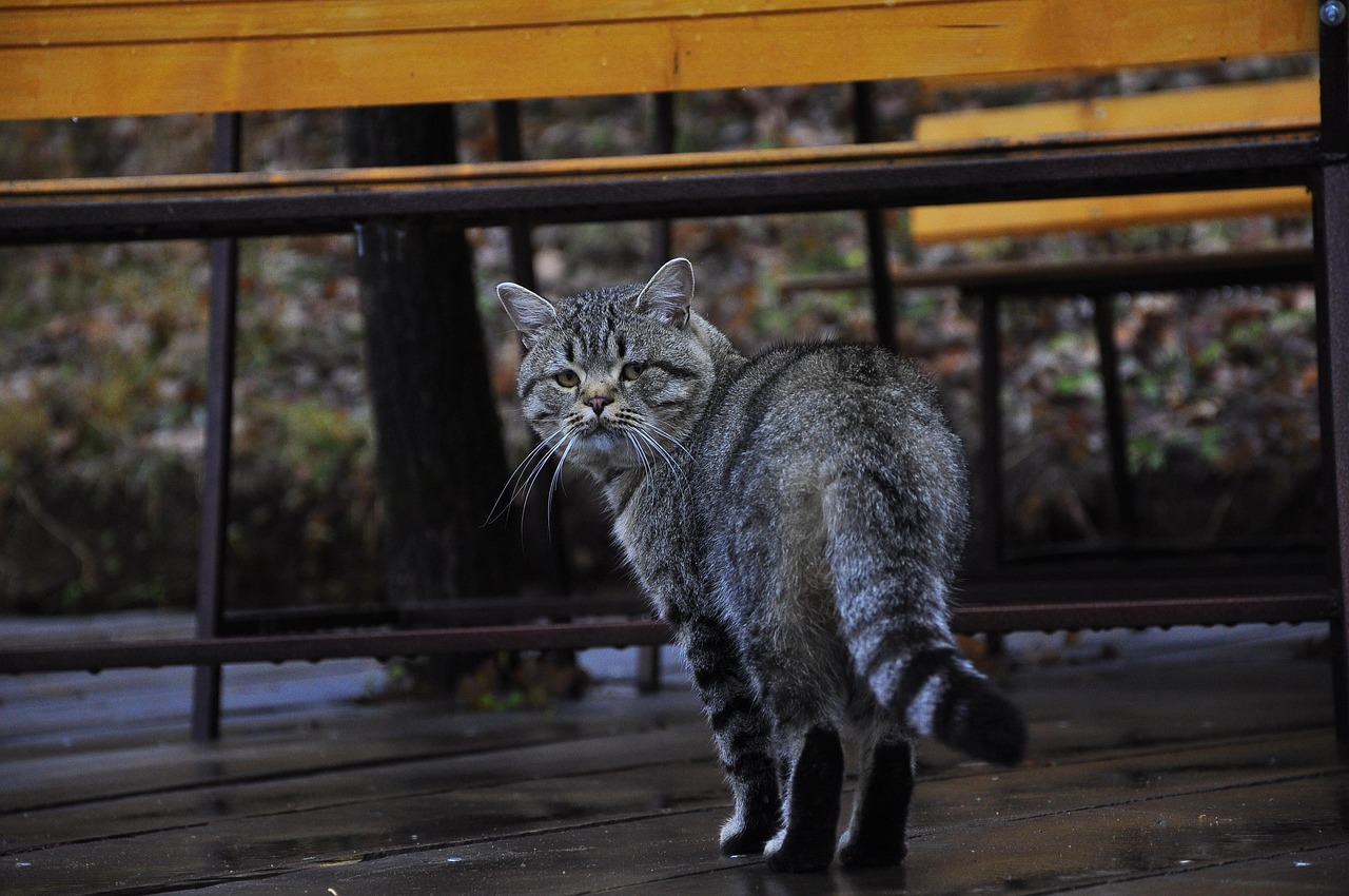 Animal Gato Felino - Foto gratuita no Pixabay - Pixabay