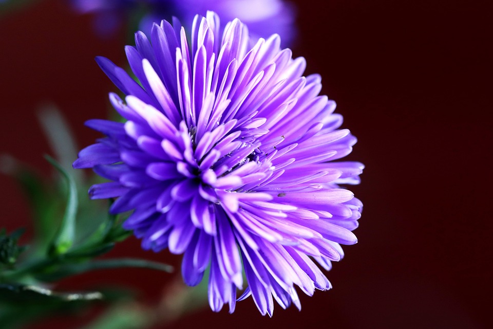 Flower Aster Flora - Free photo on Pixabay