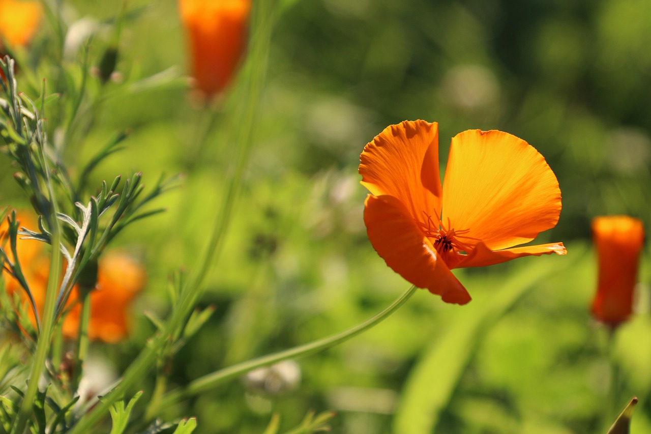 100+ Free California Poppy & Flower Background Images - Pixabay