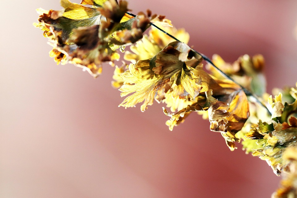 Folhas Flora Natureza - Foto gratuita no Pixabay - Pixabay